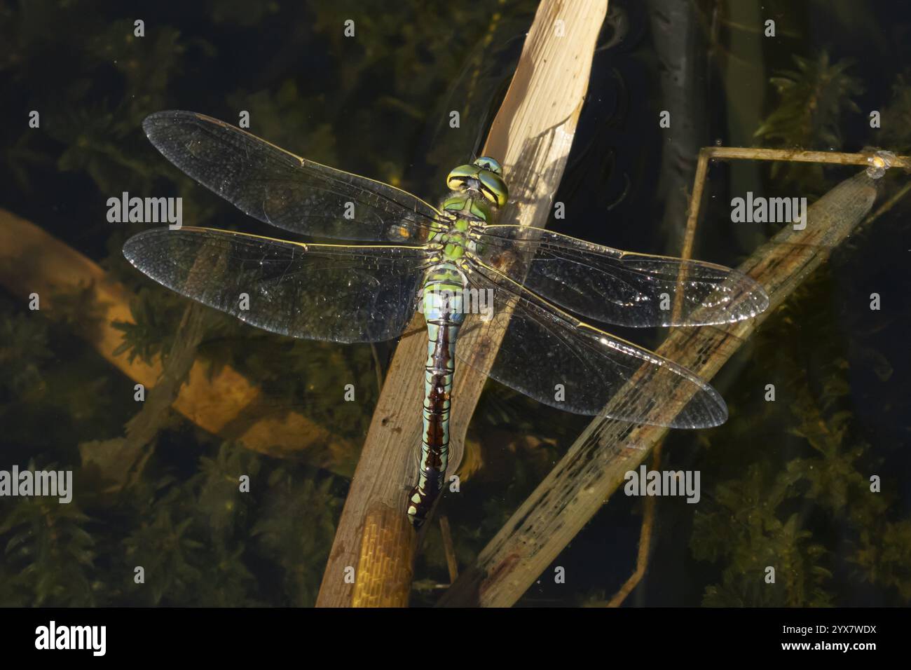 Emperor dragonfly (Anax imperator) adult female insect laying eggs in a ...