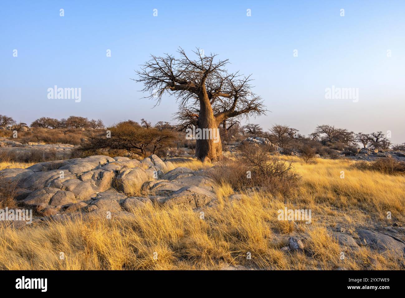 African baobab or baobab tree (Adansonia digitata), at sunrise, Kubu ...