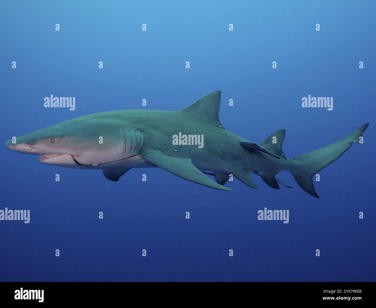 Side view of a lemon shark (Negaprion brevirostris) with a fishhook in ...
