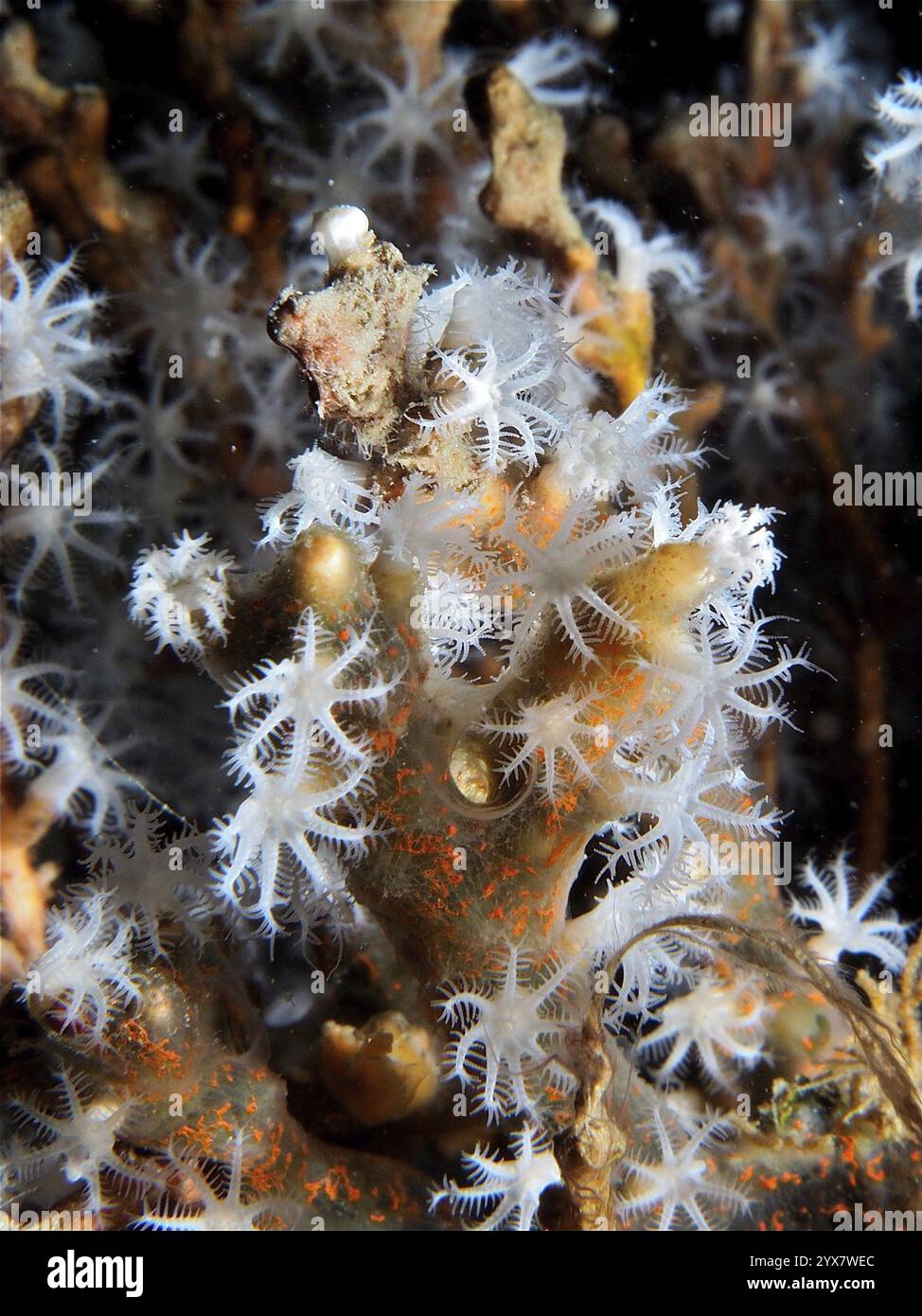 Snowflake coral carijoa riisei hi-res stock photography and images - Alamy