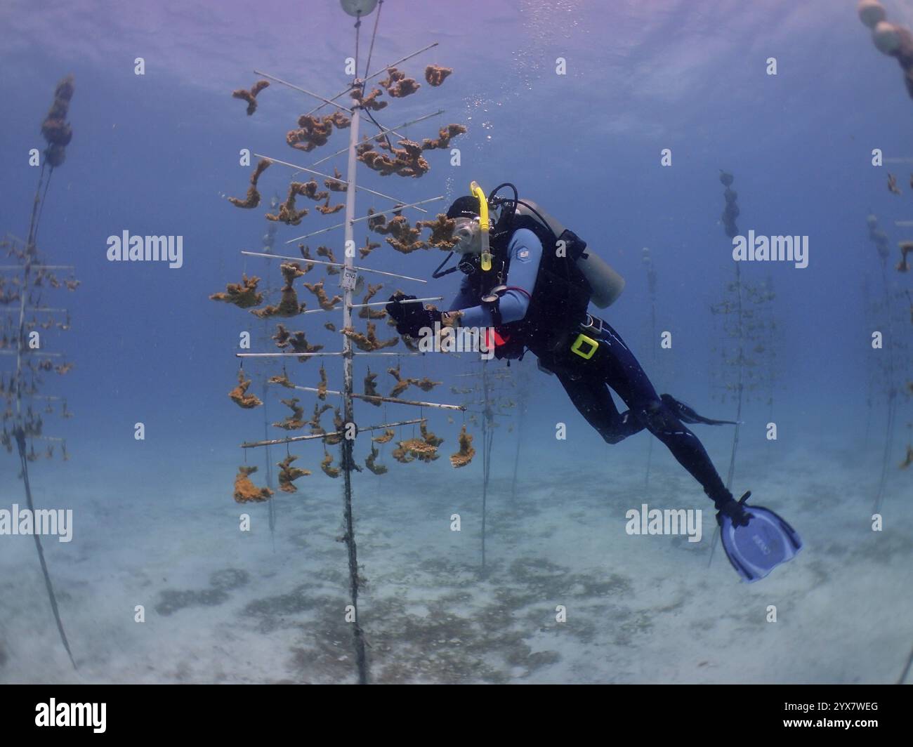 Coral farming. Diver cleans the frame on which young specimens of ...