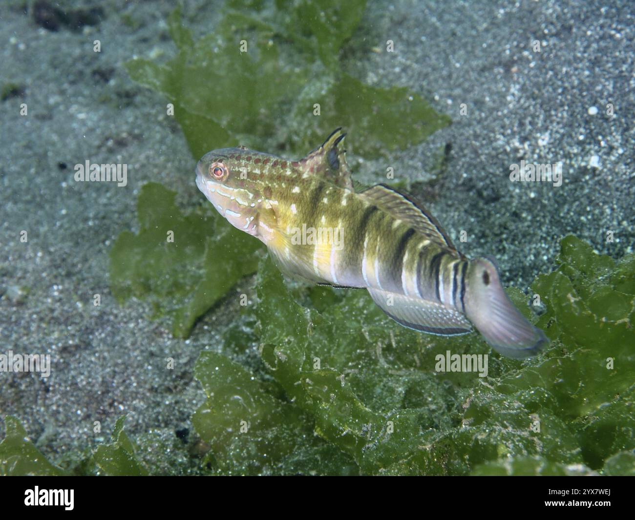 A brown striped goby (Amblygobius phalaena) moves through green algae ...