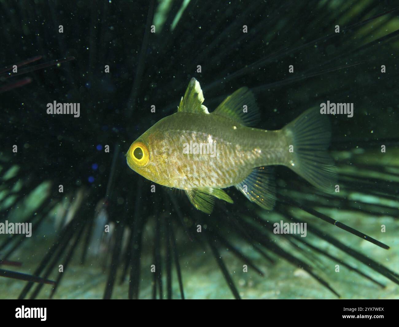 Close-up view of a single fish with bright yellow eyes, flagfin ...