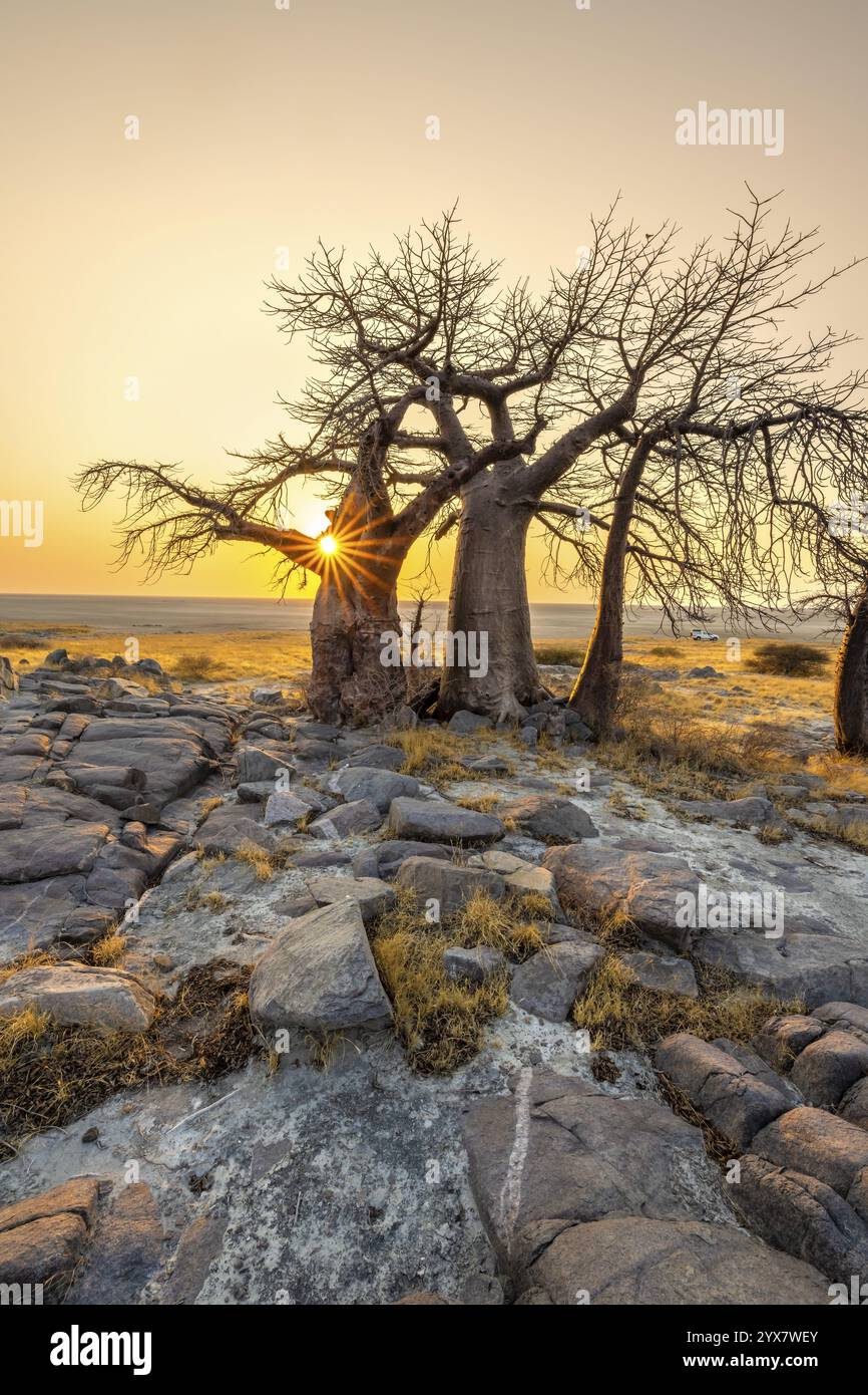 African baobab (Adansonia digitata), several trees at sunrise, sun star ...