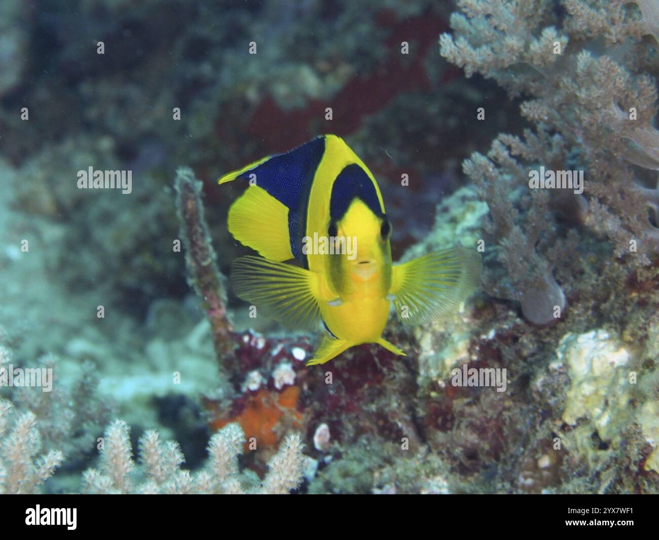 A striking fish with bright colours, Bicolor angelfish (Centropyge ...