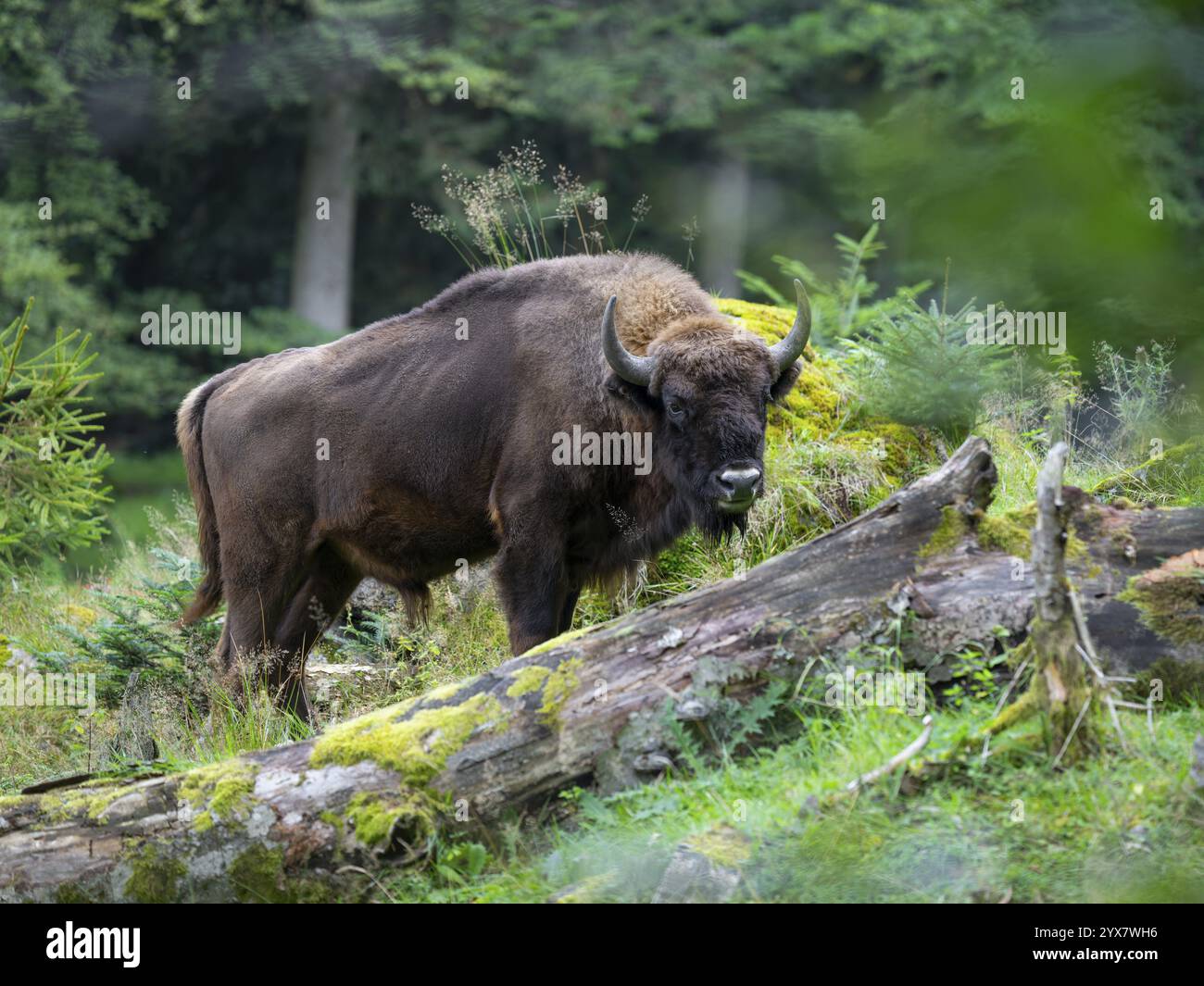 European bison (Bison bonasus) bull in near-natural habitat, captive ...