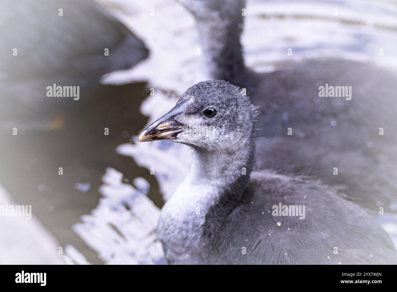 Eurasian Coot chicks (Fulica atra) playing in the water, bird's eye ...