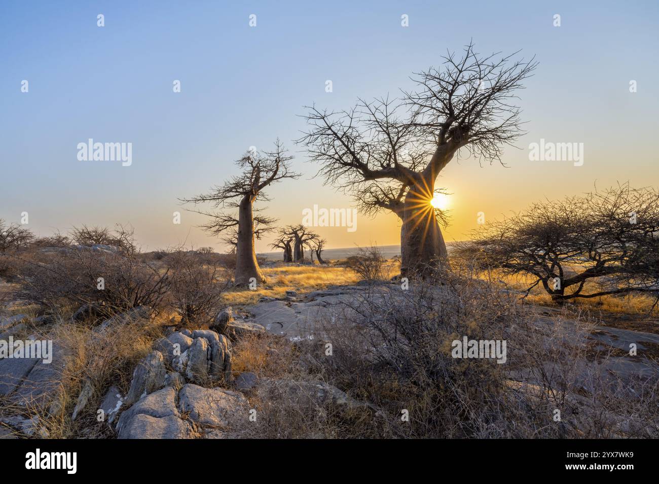 African baobab (Adansonia digitata), several trees at sunrise, sun star ...