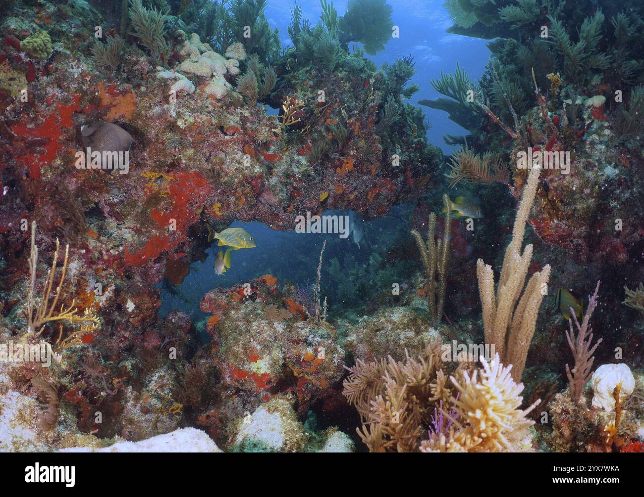 Diverse underwater world with colourful fish and corals, including ...