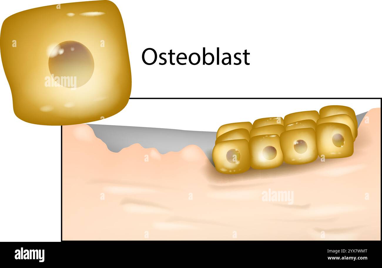 Illustration showing a Osteoblasts cells. Osteoblasts and their ...