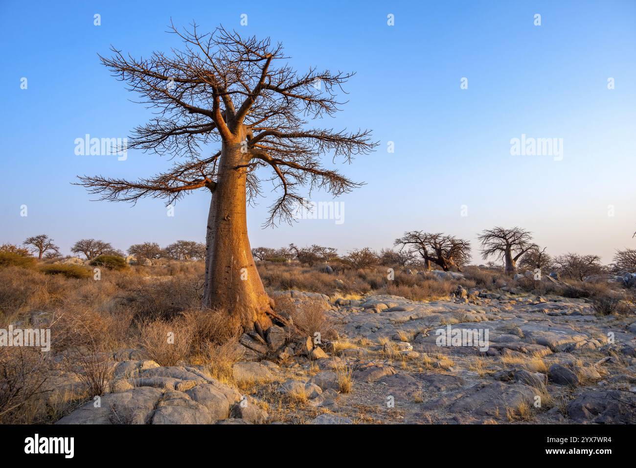 African baobab or baobab tree (Adansonia digitata), at sunrise, Kubu ...