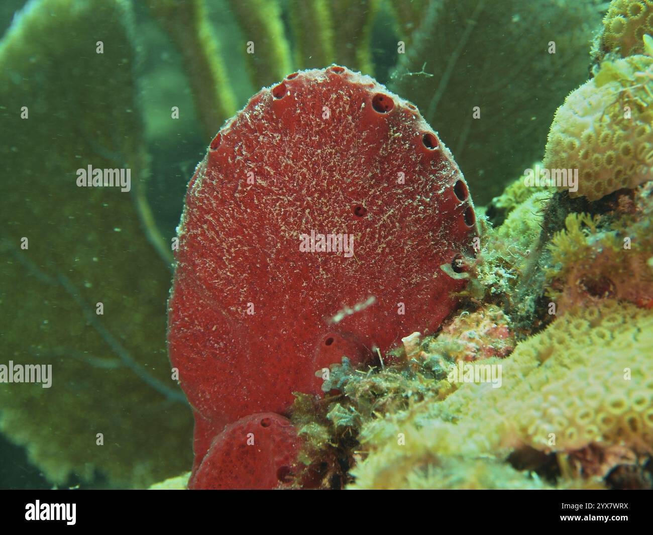 Striking red sea sponge (Pandaros acanthifolium) with detailed texture ...
