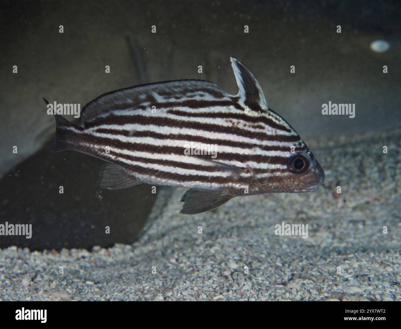 A fish, Striped Knightfish (Pareques acuminatus), swimming across a ...