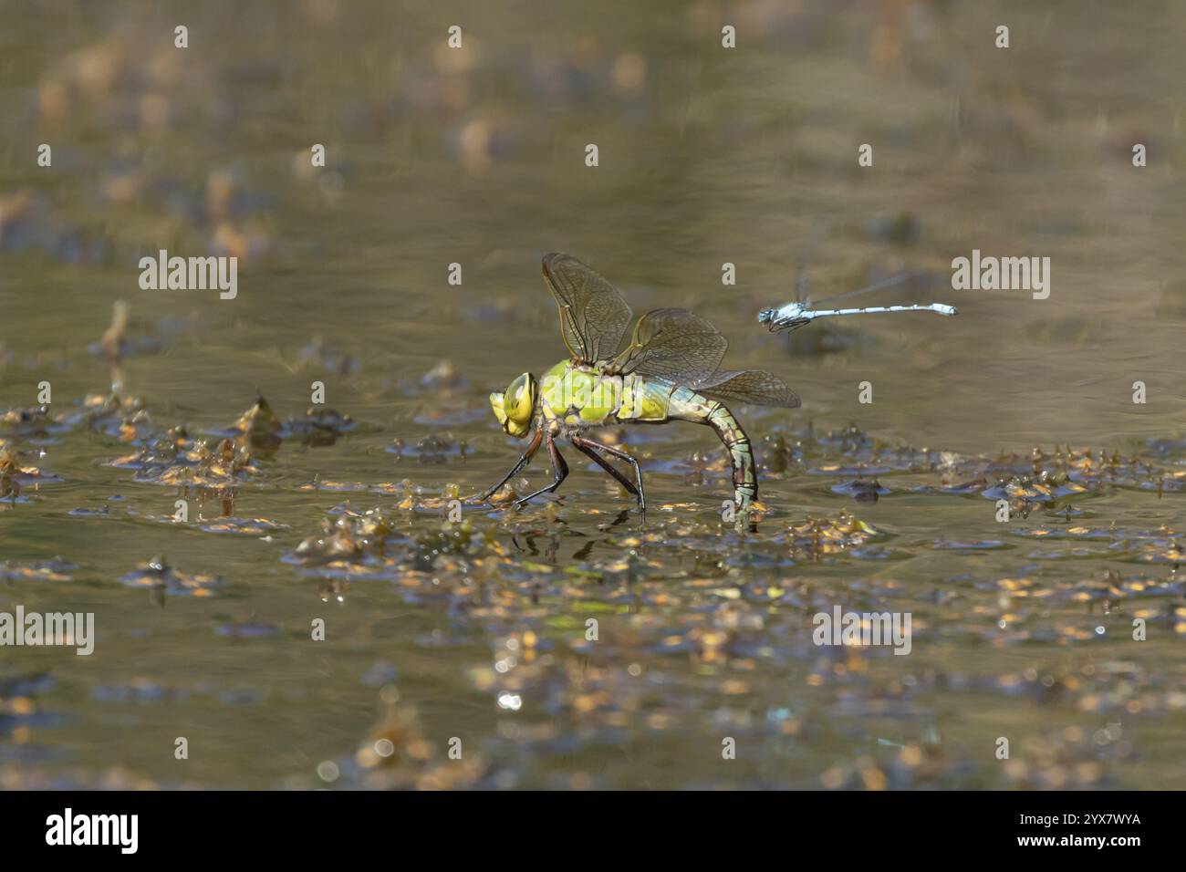 Emperor dragonfly (Anax imperator) adult female insect laying eggs in a ...