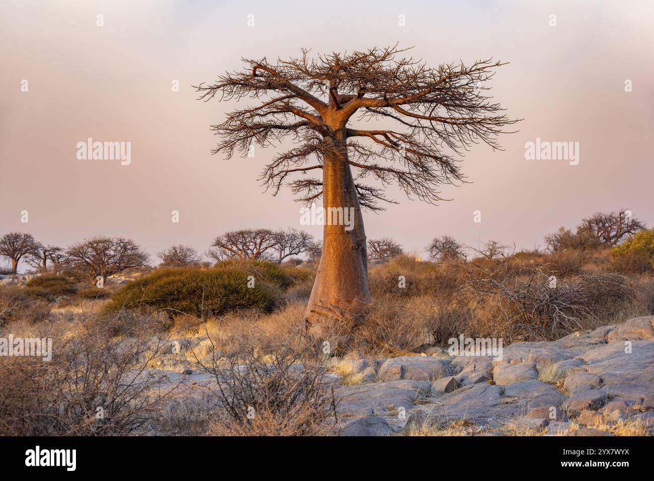 African baobab or baobab tree (Adansonia digitata), at sunrise, Kubu ...