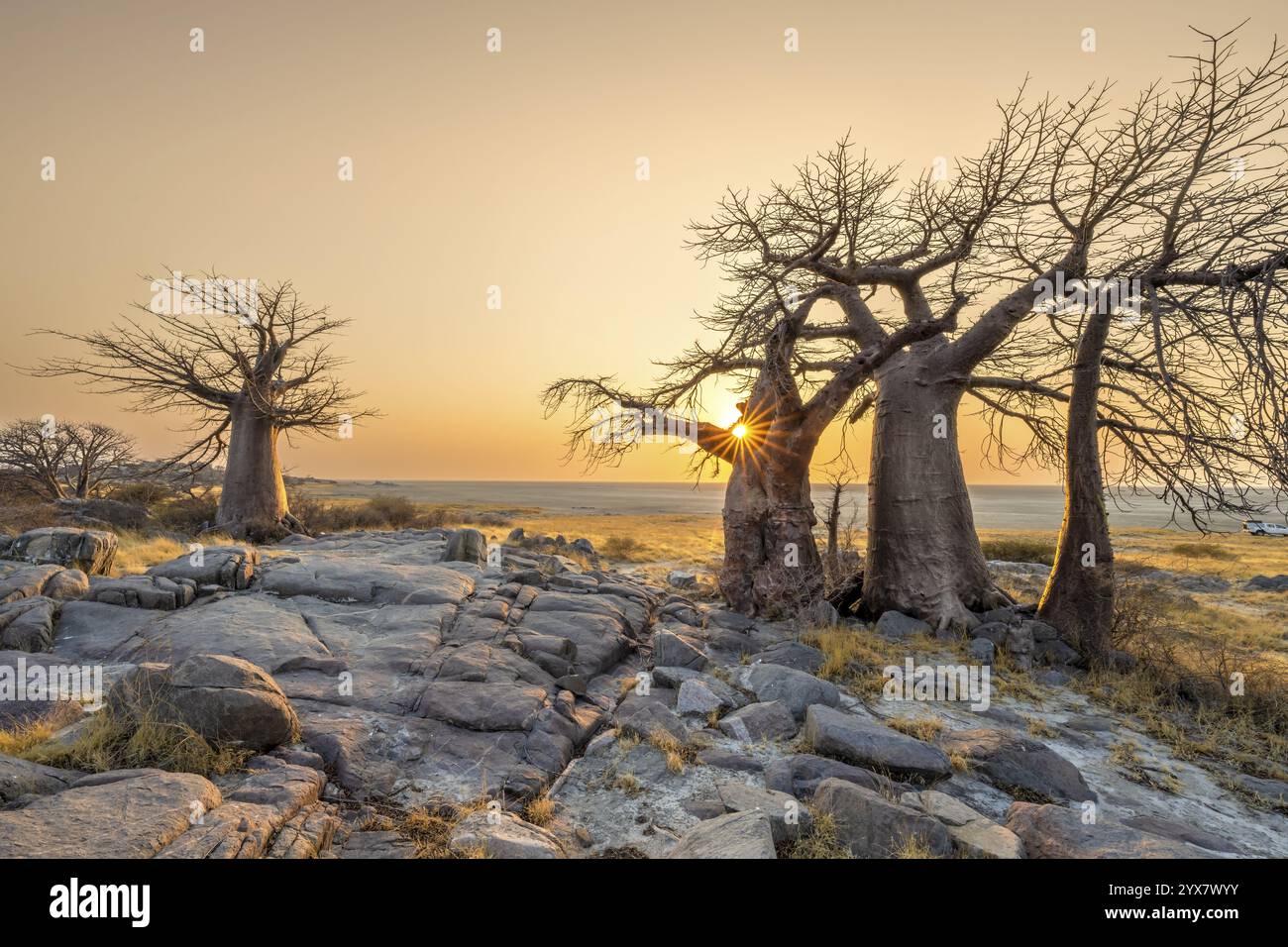 African baobab (Adansonia digitata), several trees at sunrise, sun star ...