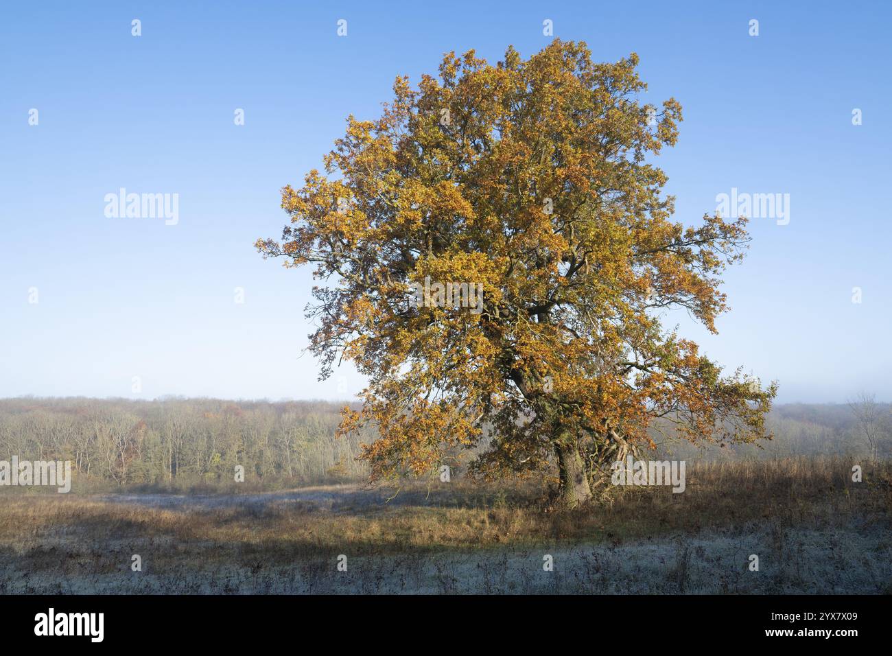 Yellow discolored oak leaves hi-res stock photography and images - Alamy
