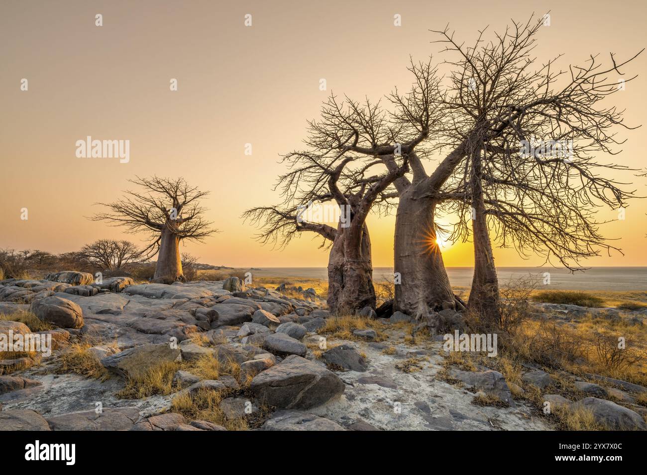 African baobab (Adansonia digitata), several trees at sunrise, sun star ...
