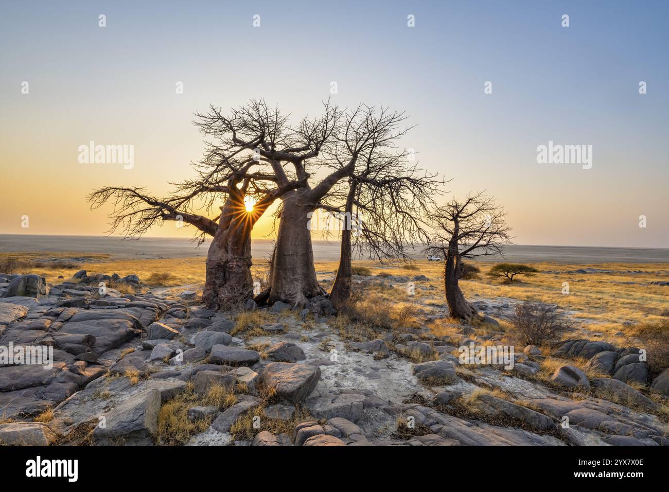 African baobab (Adansonia digitata), several trees at sunrise, sun star ...