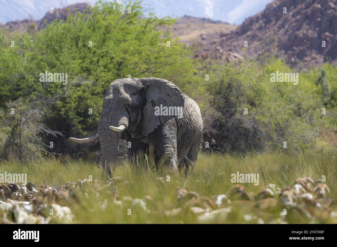 African elephant (Loxodonta africana), in the green Ugab river valley ...