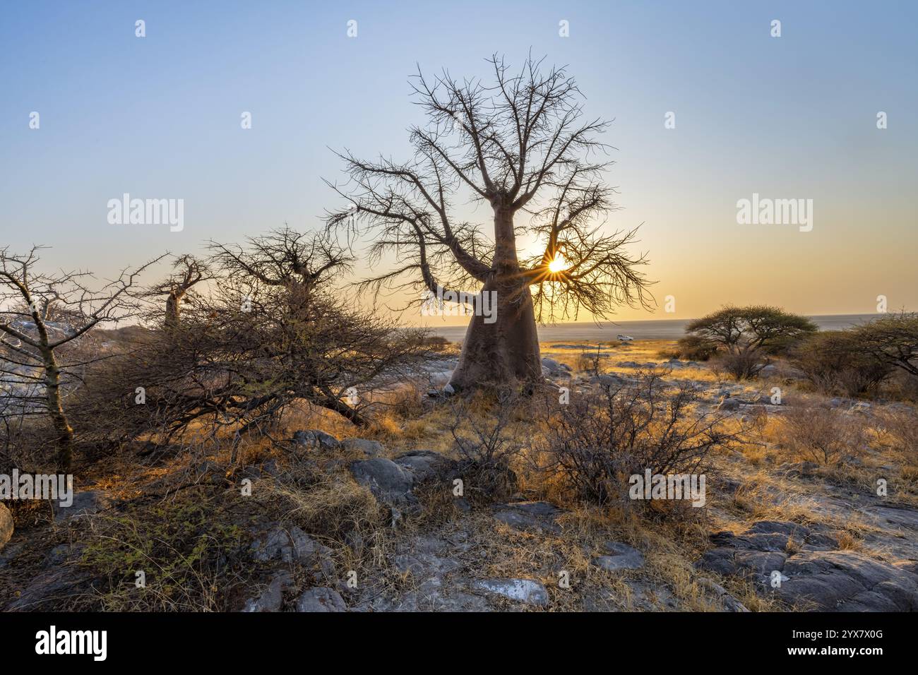 African baobab (Adansonia digitata), several trees at sunrise, sun star ...