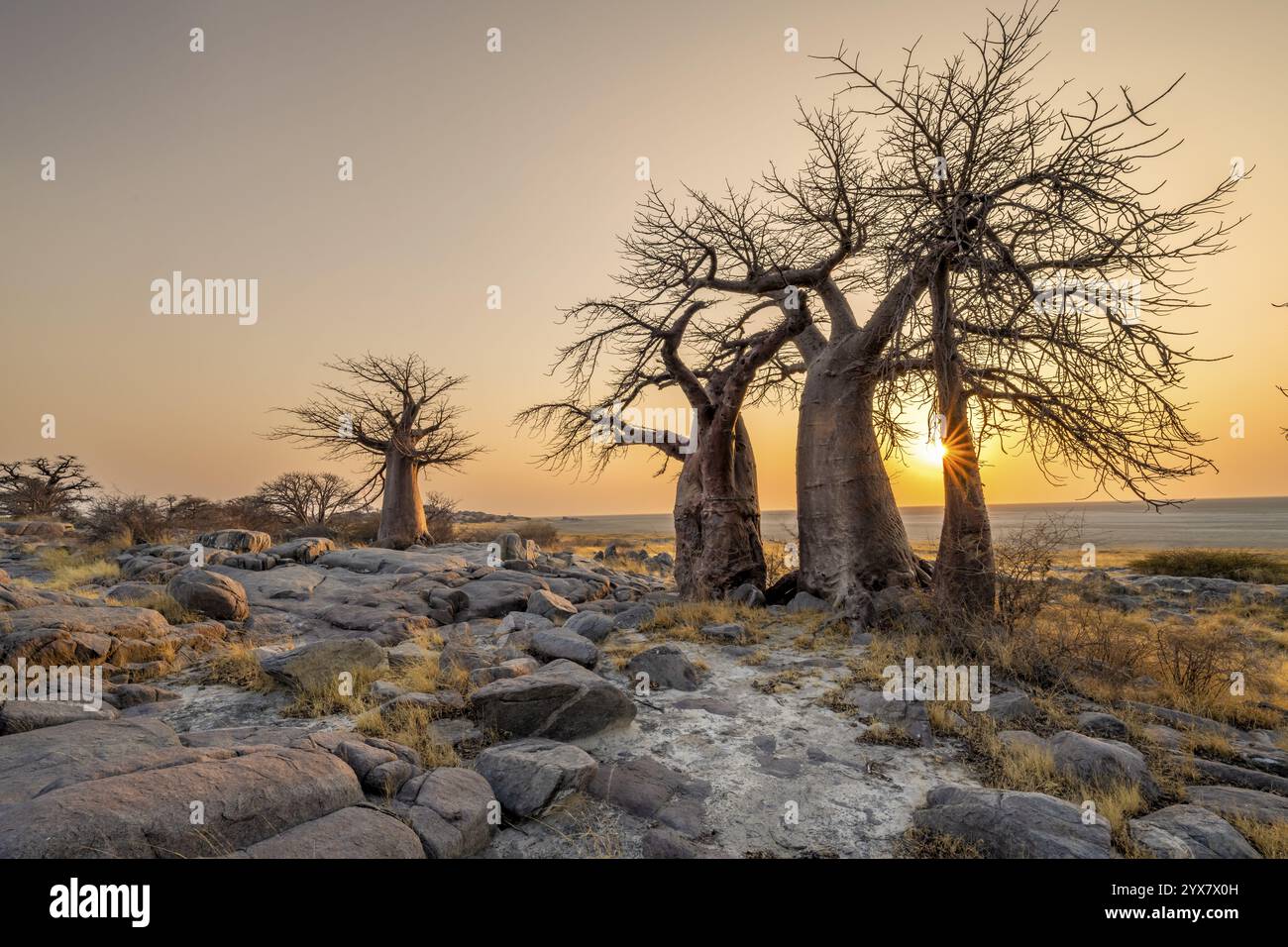 African baobab (Adansonia digitata), several trees at sunrise, sun star ...