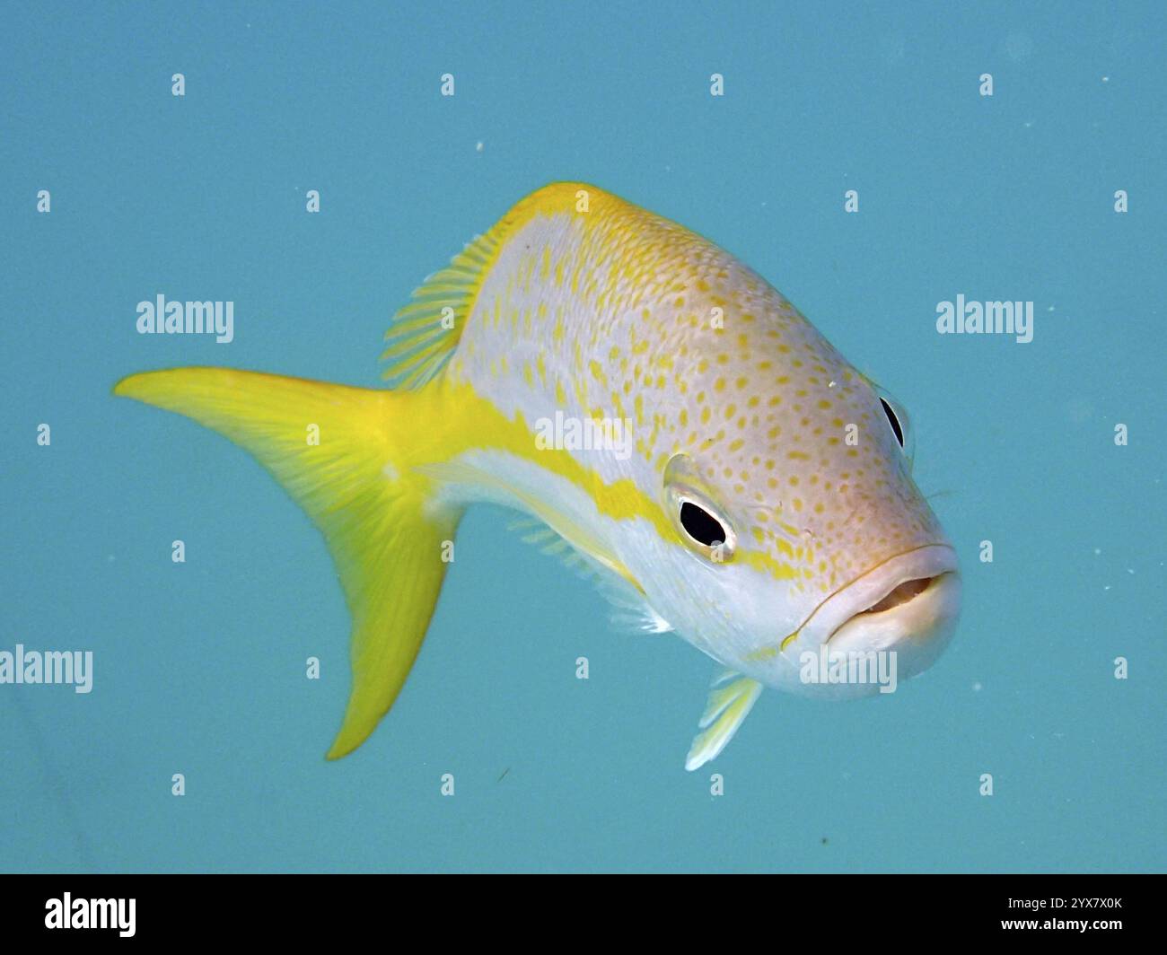 Yellowtail snapper (Ocyurus chrysurus) against a blue background ...
