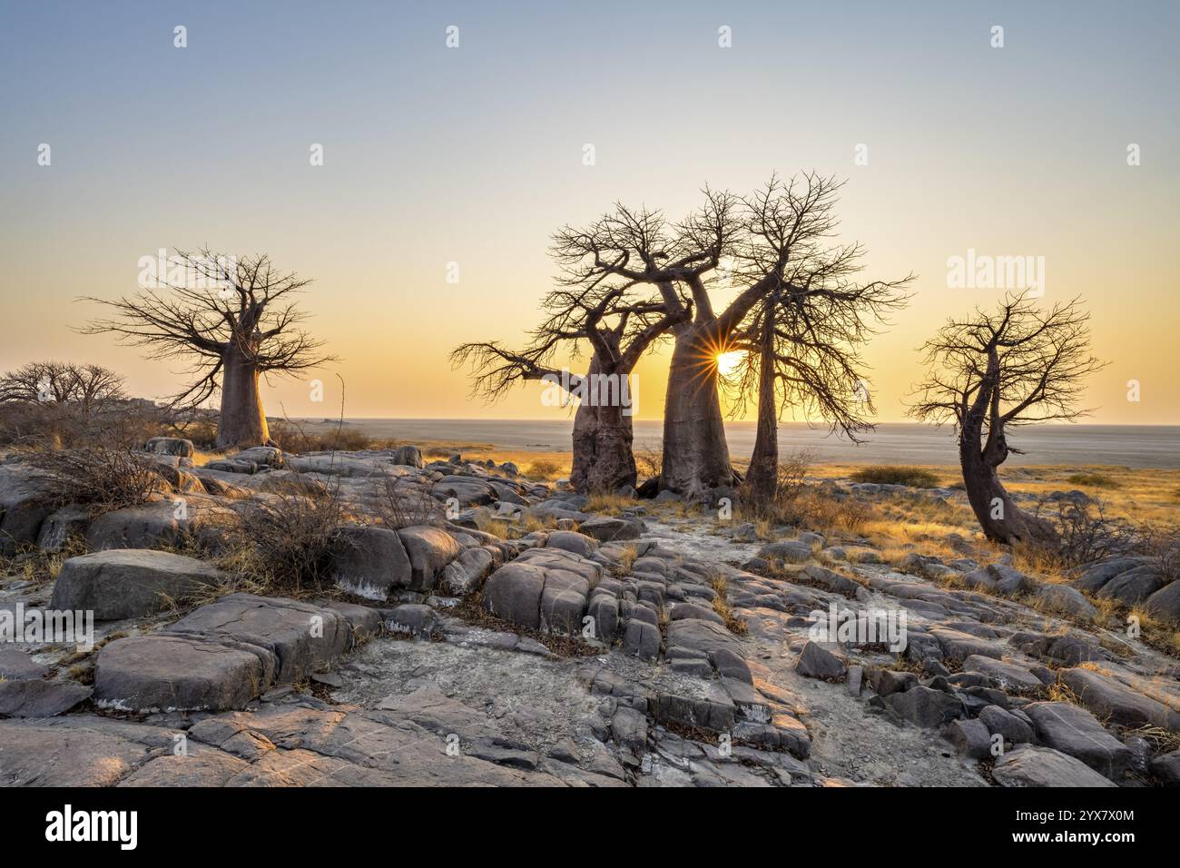African baobab (Adansonia digitata), several trees at sunrise, sun star ...