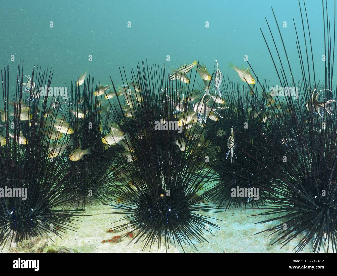 A group of bannerfin cardinalfish (Ostorhinchus hoevenii) swimming ...