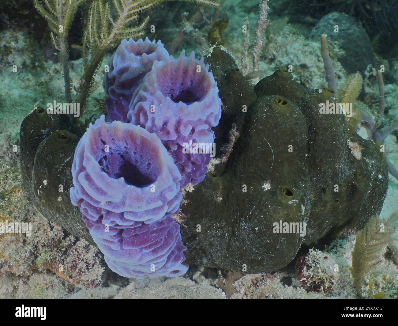 Purple vase sponge (Callyspongia plicifera) growing on a reef bed in the sea, dive site John ...