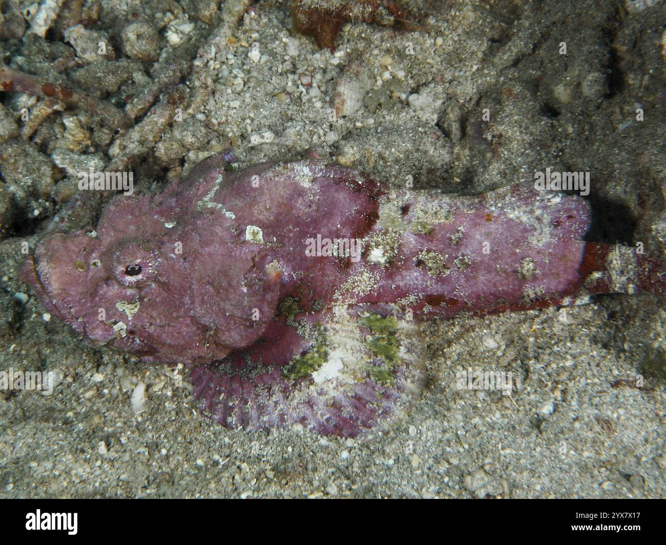 A humpback scorpionfish (Scorpaenopsis diabolus) lying on the seabed ...