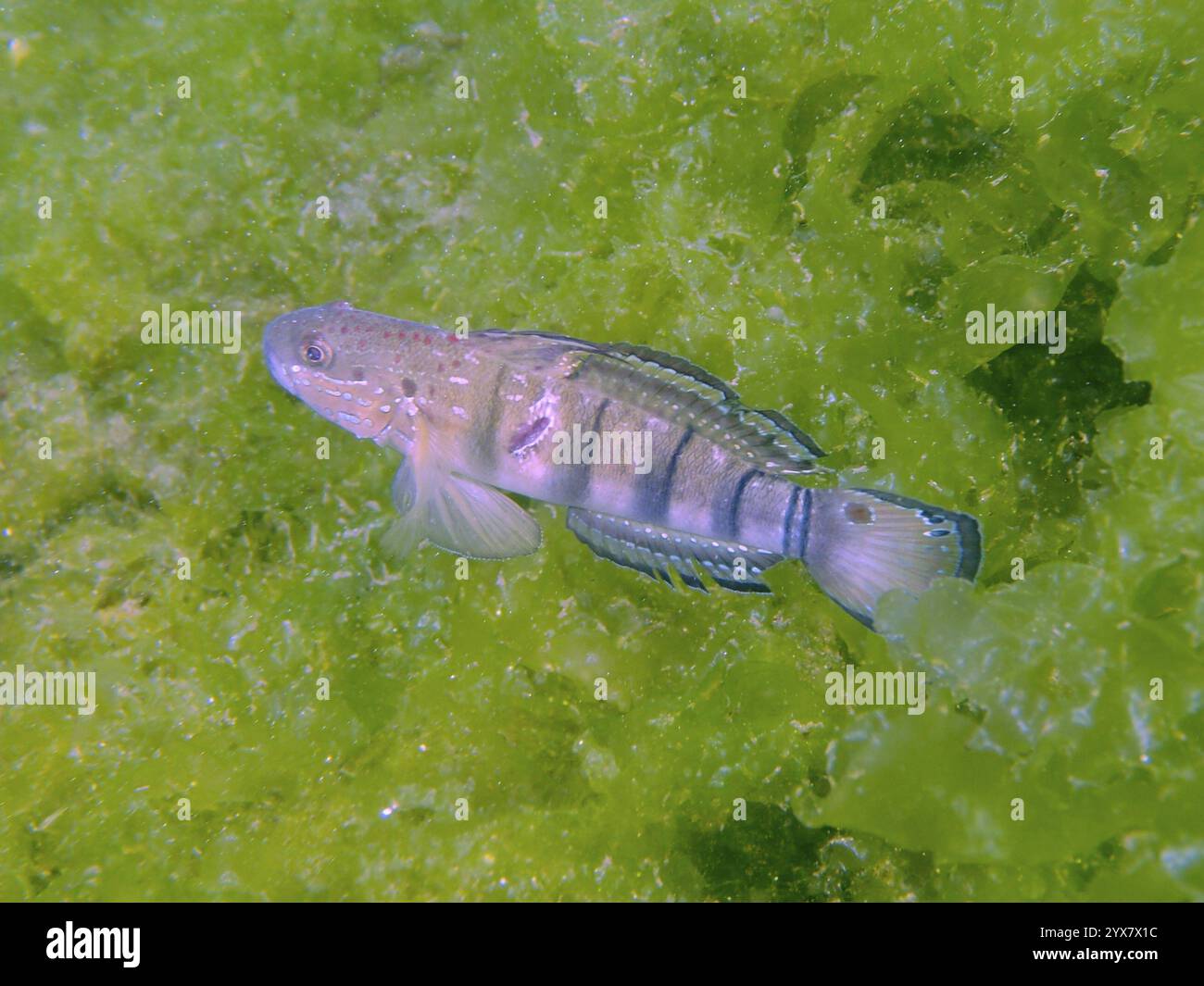 A striped fish, dredge goby (Amblygobius phalaena), swimming in dense ...