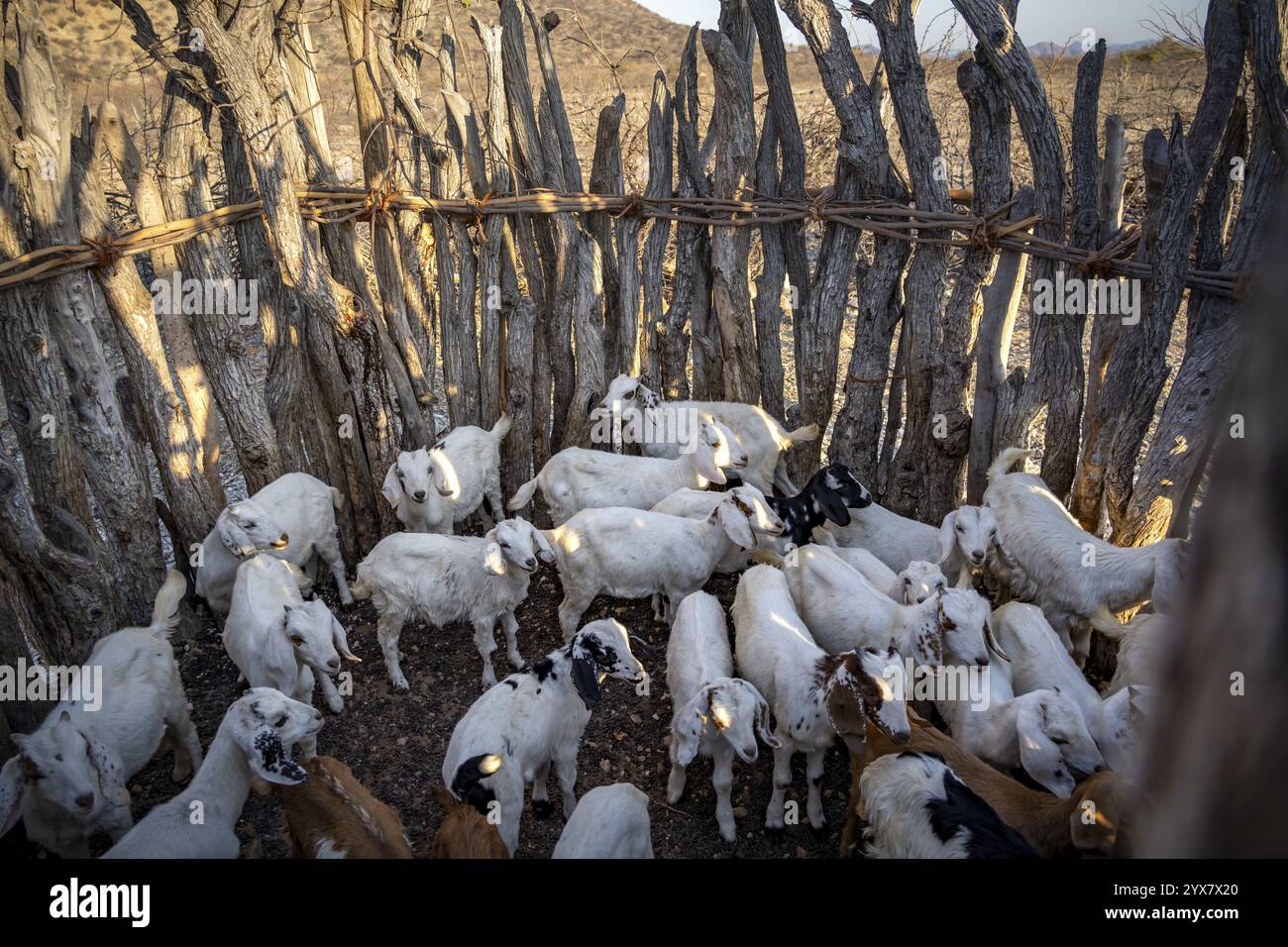 Young goats fenced in a kraal, traditional Himba village, Kaokoveld ...