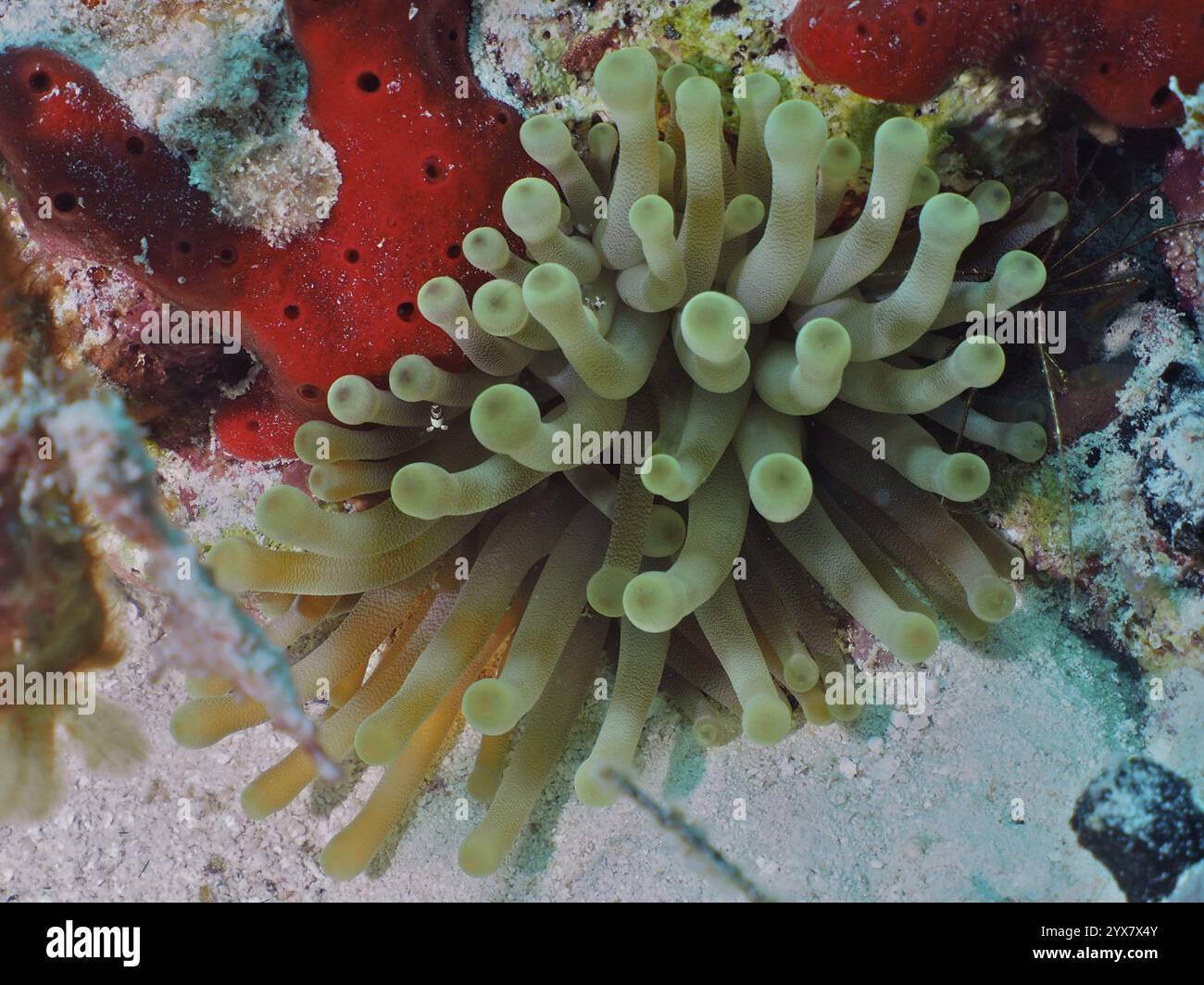 Green sea anemone, Condylactis gigantea, next to red sea sponges in an ...