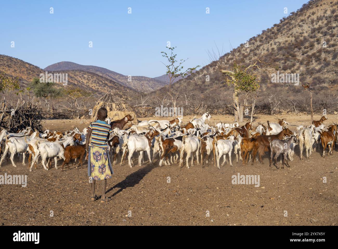 Himba boy with his herd of goats, traditional Himba village, Kaokoveld ...