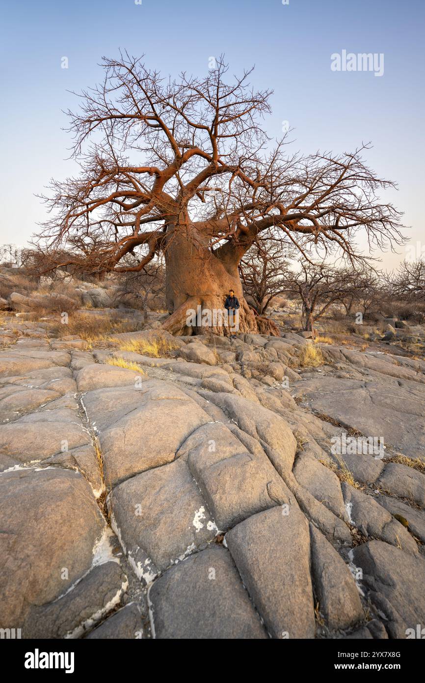 Tourist in front of a large baobab, African baobab or baobab tree ...