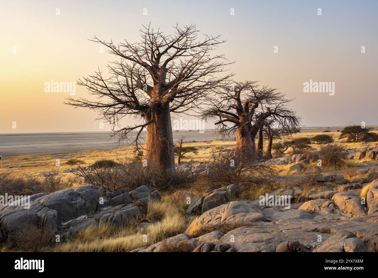 African baobab or baobab tree (Adansonia digitata), several trees at ...