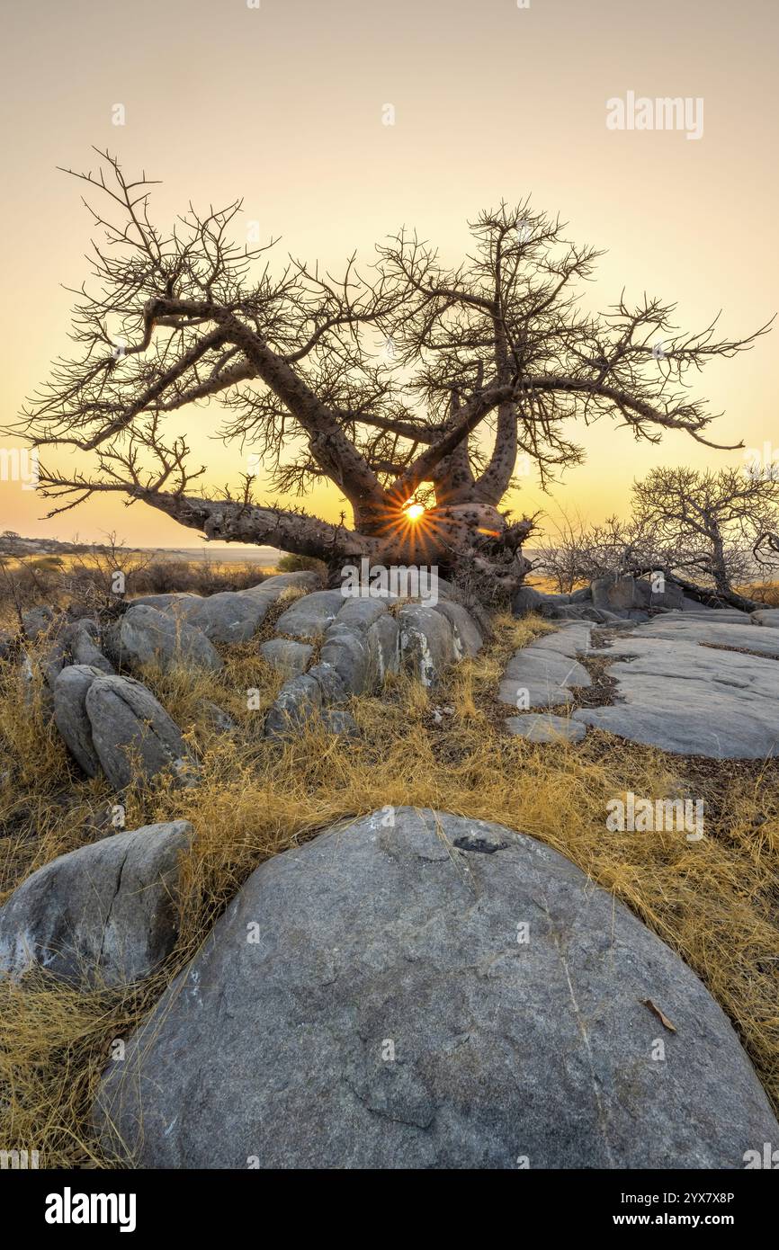 African baobab or baobab tree (Adansonia digitata), at sunrise, sun ...