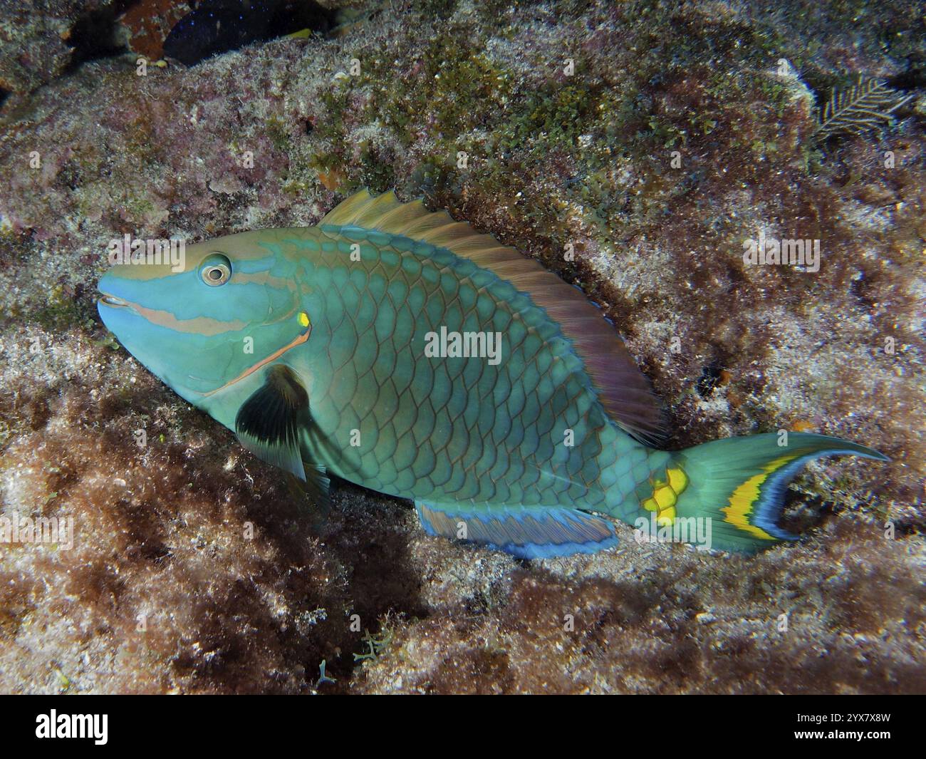Green parrotfish (Sparisoma viride) resting on the seabed at night ...