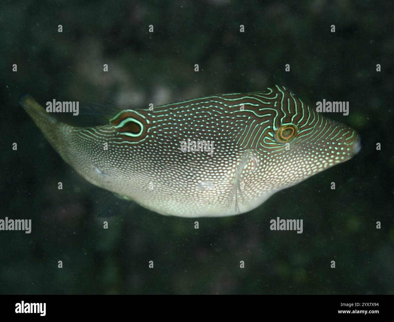A fish with a conspicuous line and dot pattern, eye-spotted pufferfish ...