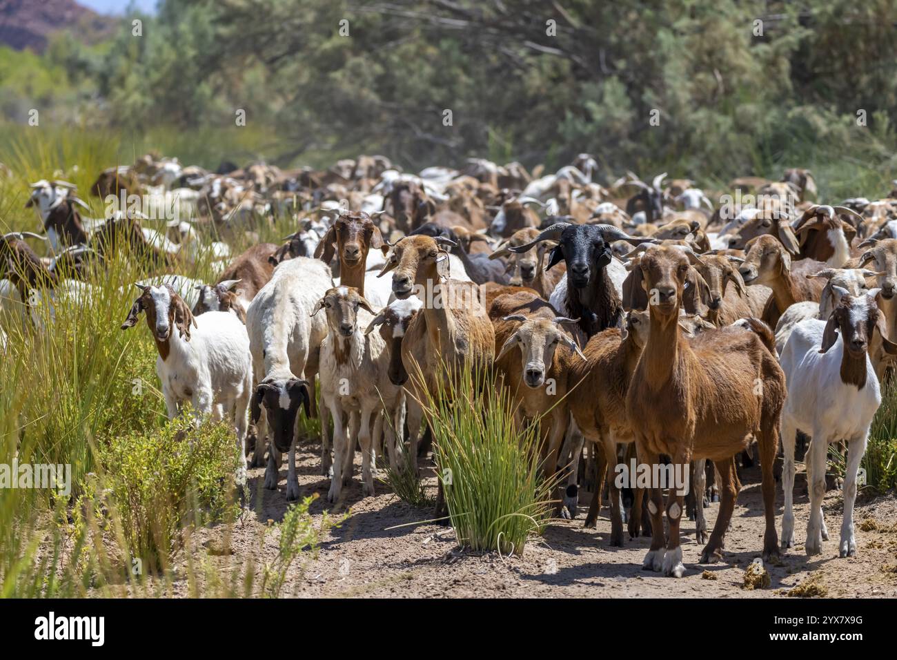 Herd of goats, in the green Ugab river valley, Damaraland, Erongo ...