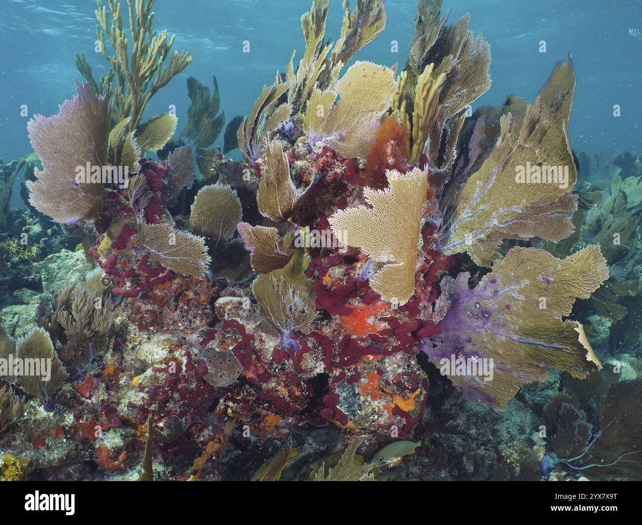 Diverse coral formations with Venus fans (Gorgonia ventalina) stretch ...