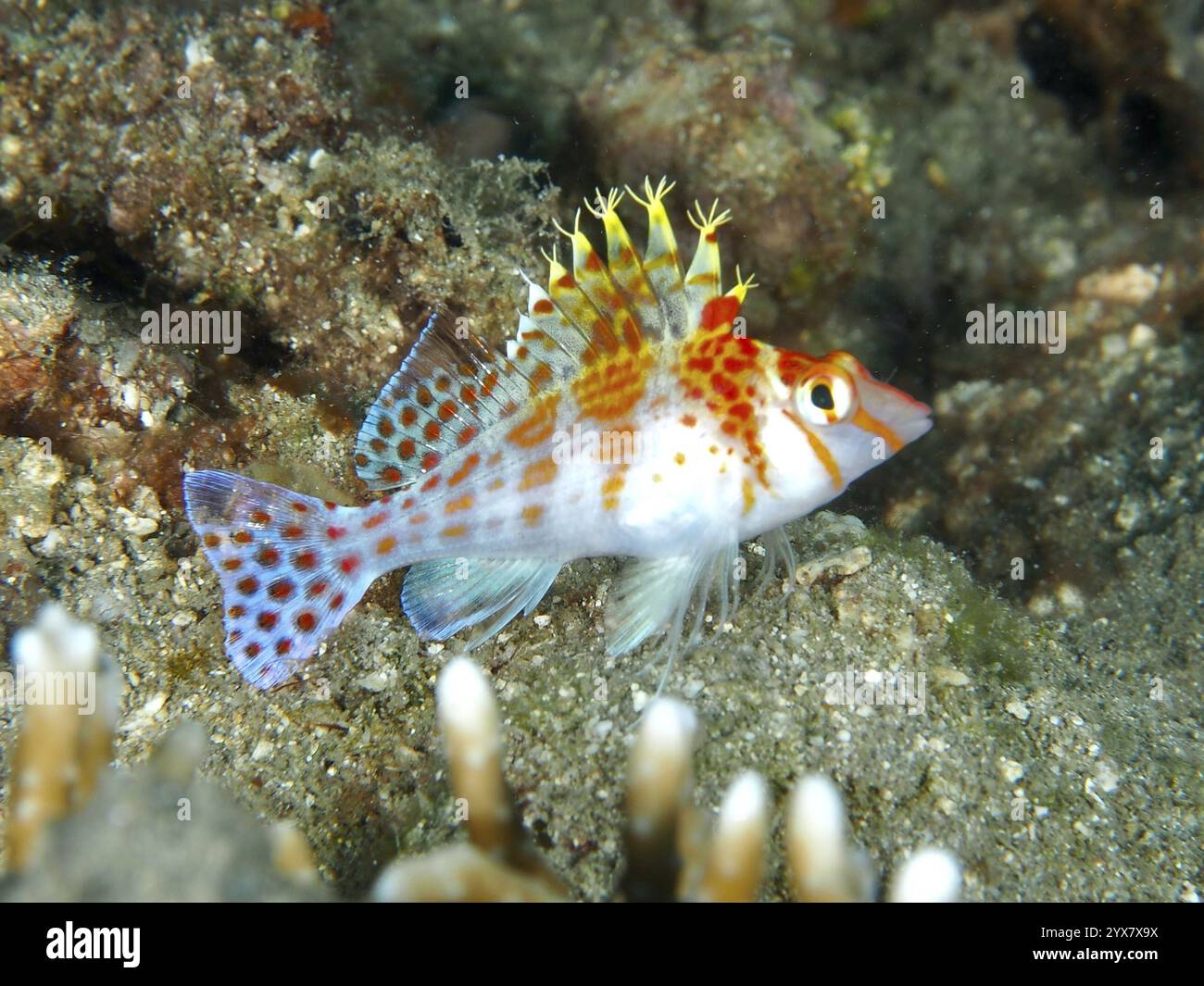 Dwarf hawkfish hi-res stock photography and images - Alamy