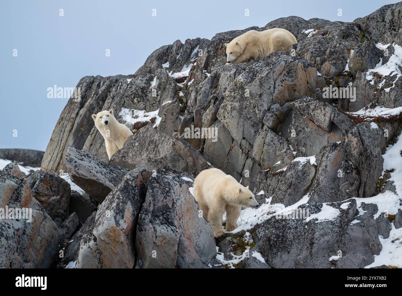 A female polar bear and two cubs climbing on the rocks along the Hudson Bay just outside of ...