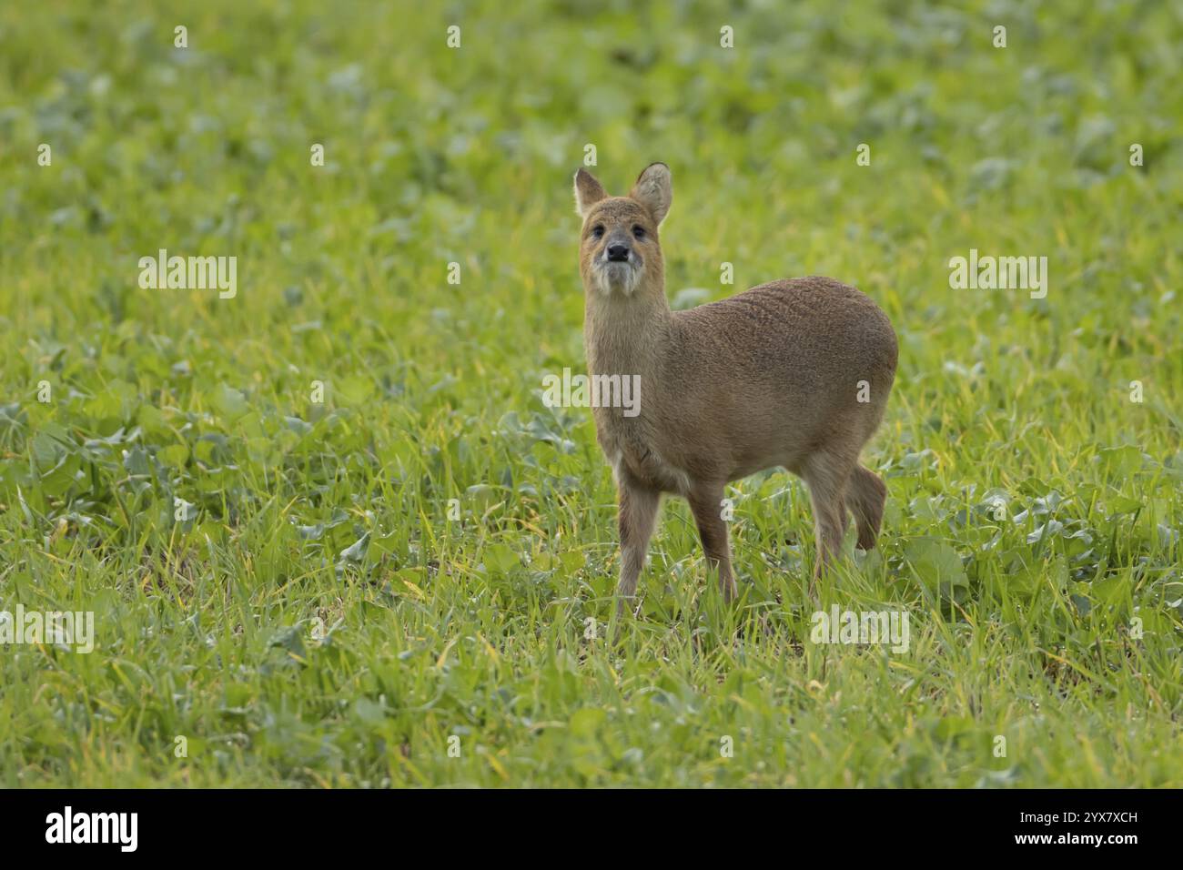 Chinese water deer (Hydropotes inermis) adult animal in a farmland ...