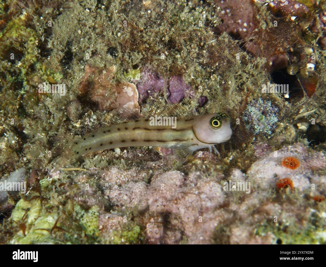 Small three-striped blenny (Ecsenius trilineatus), blenny, hiding ...