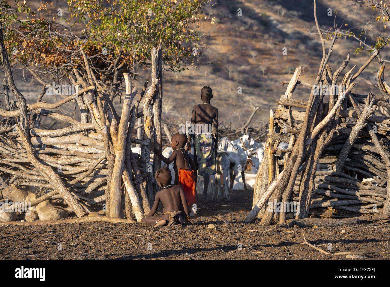 Himba children with goats, in a kraal, traditional Himba village ...