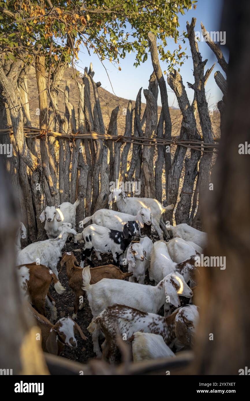 Goats, fenced young animals in a kraal, traditional Himba village ...