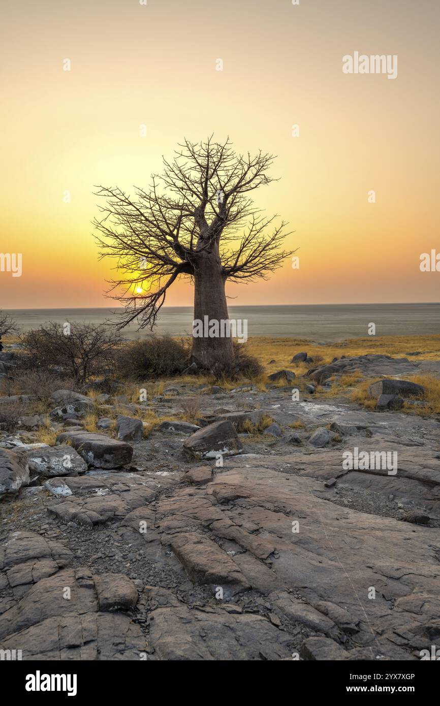 African baobab or baobab tree (Adansonia digitata), at sunrise, Kubu ...