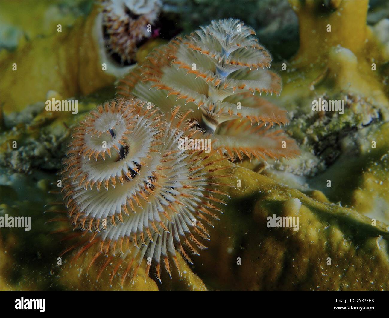 Close-up of exotic Christmas tree worm (Spirobranchus giganteus) on a ...
